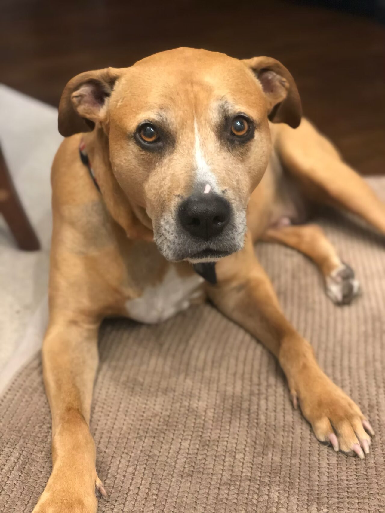 Brutus - Kona's Loving Paws