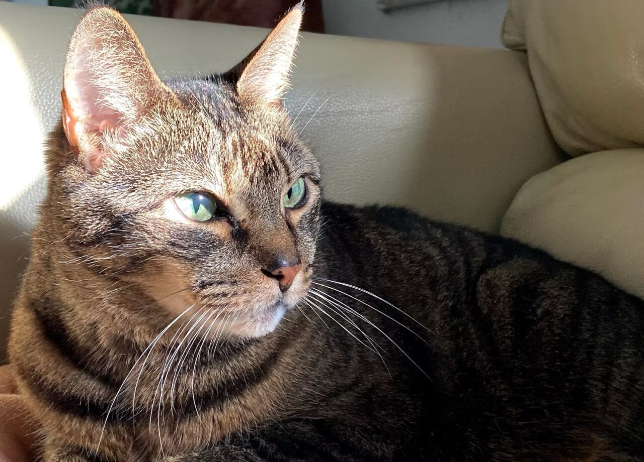 Gata - Konas Loving Paws